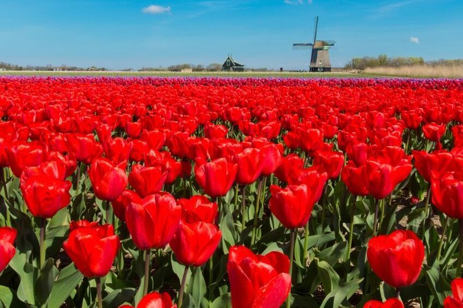 Gambar Pemandangan Bunga Tulip