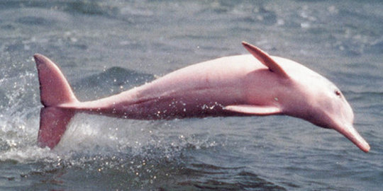 [Foto] Imutnya, ini 10 keajaiban alam berwarna pink! | merdeka.com