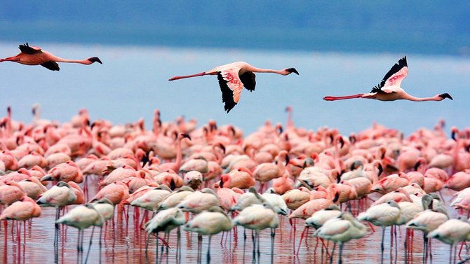 [Foto] Imutnya, ini 10 keajaiban alam berwarna pink! | merdeka.com