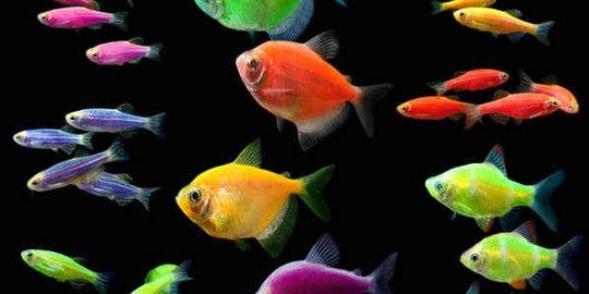 5 Produk hasil mutasi genetika, keren! | merdeka.com