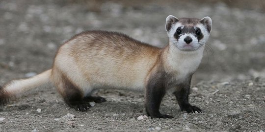 7 Hewan imut ini ternyata predator mematikan! | merdeka.com