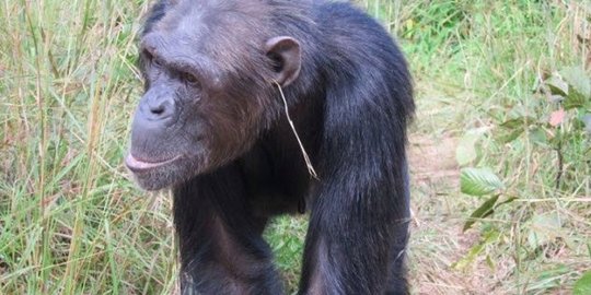 7 Fakta ekstrem simpanse dan kemiripan luar biasa dengan manusia ...