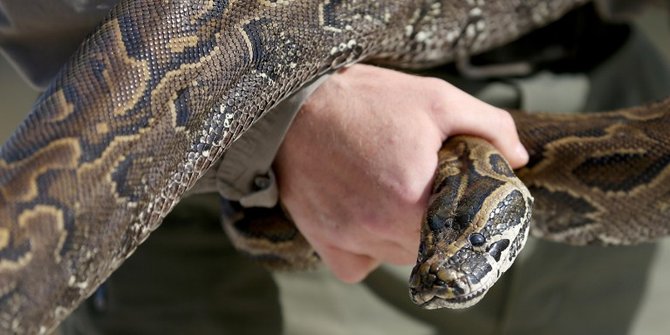 Ini 5 jenis ular paling besar di dunia | merdeka.com