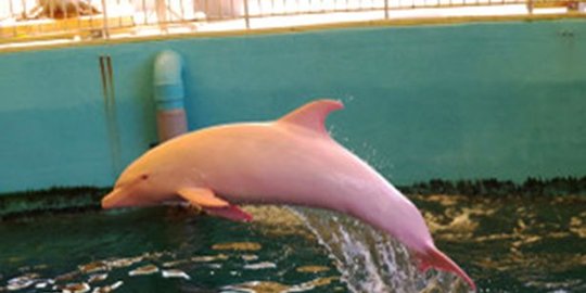 7 Hewan unik ini miliki warna kulit dan rambut yang tak biasa | merdeka.com