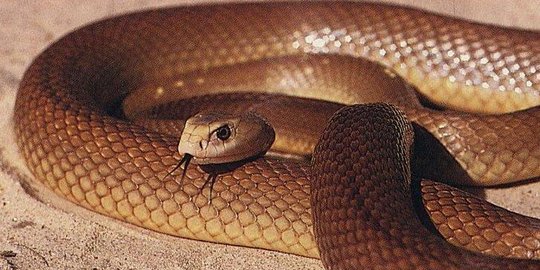4 Ular berbisa dan mematikan, 1 ada di Indonesia | merdeka.com