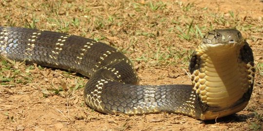 Ular-ular raksasa dan berbisa ini berkembang biak di Indonesia ...
