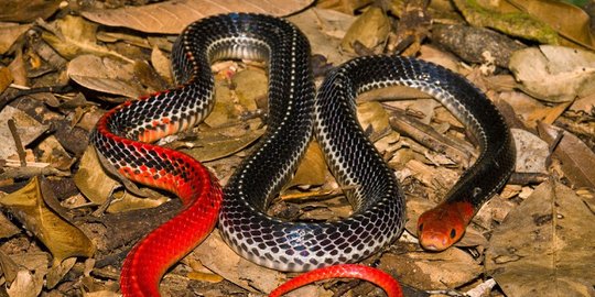 Ular-ular raksasa dan berbisa ini berkembang biak di Indonesia ...