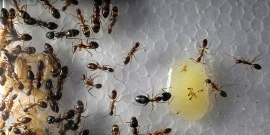 4 Serangga berbahaya ini berkembang biak di Indonesia, bikin kulit ...