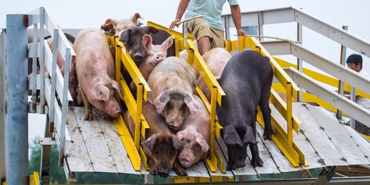 Wabah hog cholera di Flores tahun 2017 sebabkan kematian 10 ribu babi ...