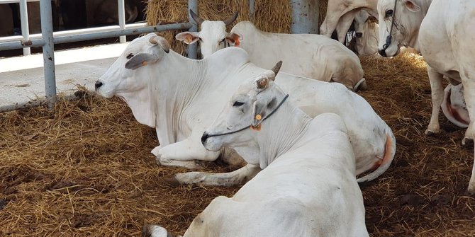 Badan Karantina Cegah Penyakit Brucellosis pada Sapi | merdeka.com