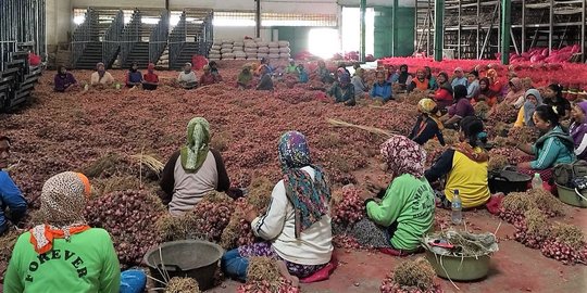 Petani Bawang Merah Brebes Semangat Tanam, Hasilnya Untung | merdeka.com Petani Bawang Merah Brebes Semangat Tanam, Hasilnya Untung | merdeka.com