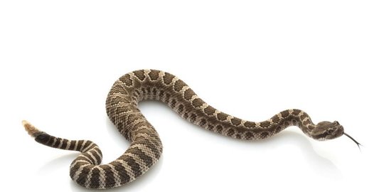 13 Jenis Ular Piton yang Harus Diwaspadai, Lilitannya Mematikan ...