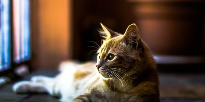 Ini 3 Jenis Kucing Ras Asli Indonesia yang Jarang Diketahui | merdeka.com