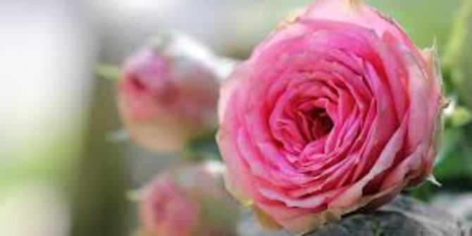 10 Macam Bunga Mawar yang Ada di Dunia, Si Cantik yang Jadi Lambang ...