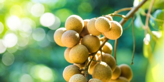 7 Manfaat Buah Lengkeng Bagi Kesehatan Yang Perlu Anda Ketahui Halaman