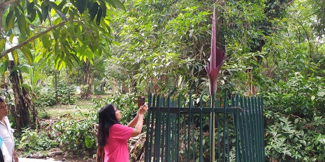Jadi Daya Tarik Kebun Raya Bogor, Ini 4 Fakta Bunga Bangkai ...