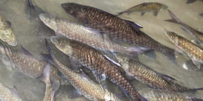 Mengenal Dekke Ihan, Ikan Endemik yang hanya Ditemukan di Sumatera ...