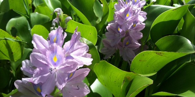 10 Jenis Tanaman Air yang Cantik dan Cocok untuk Menghias Kolam Rumah ...