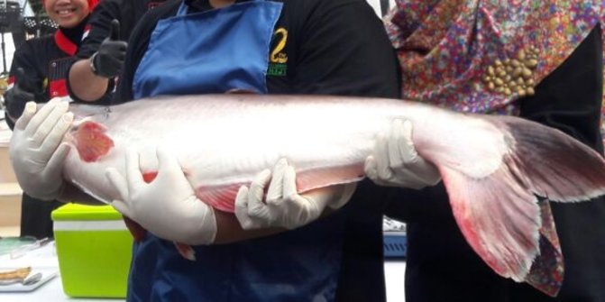 7 Manfaat Ikan Patin, Bisa Bikin Tubuh Sehat Hingga Optimalkan ...