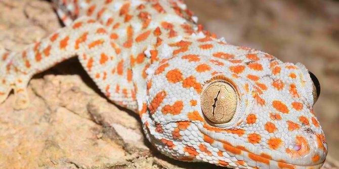 4 Cara Menangkap Tokek di Rumah, Efektif dan Mudah | merdeka.com