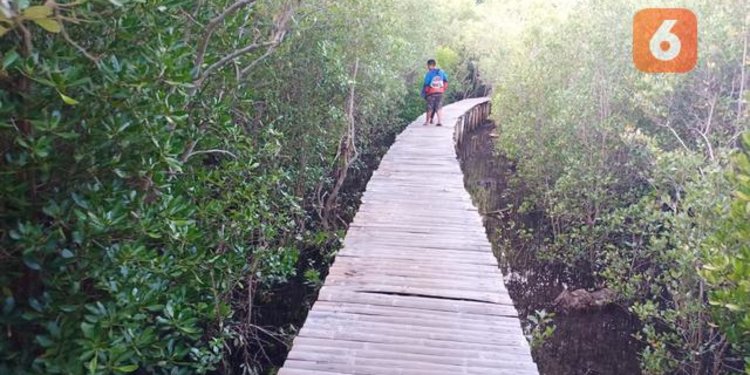 Kisah Haru Perjuangan Baba Akong, Setia Merawat Hutan Mangrove hingga ...