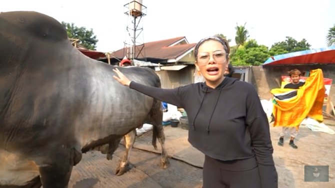 Penampakan Dua Sapi Kurban Milik Nikita Mirzani Seberat Hampir 1,1 Ton! | merdeka.com