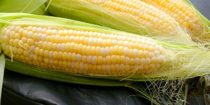 7 Manfaat Rambut Jagung yang Jarang Diketahui, Bantu Atasi Infeksi ...