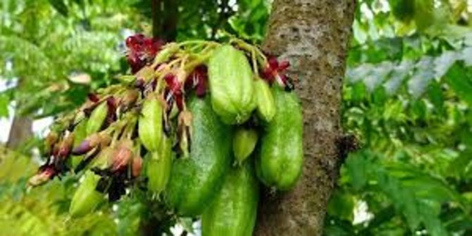 7 Manfaat Daun Belimbing Wuluh untuk Kesehatan, Mengatasi Jerawat hingga Cegah Kanker | merdeka.com