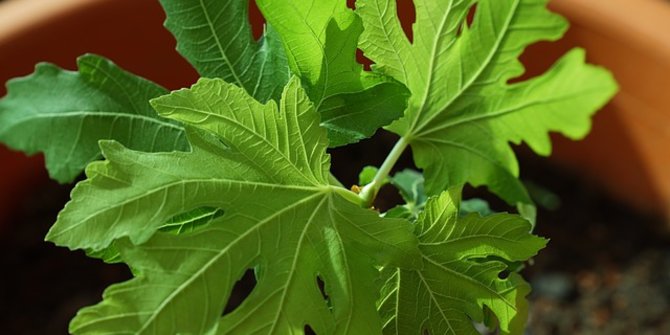 7 Manfaat Daun Tin untuk Kesehatan, Salah Satunya Obat Antikanker ...