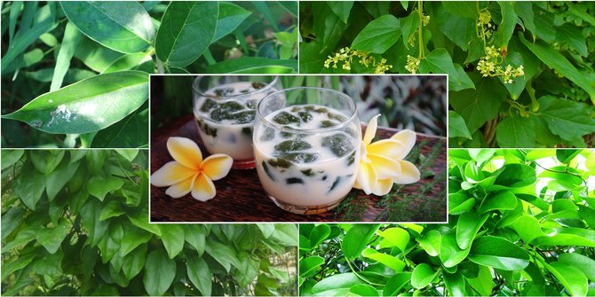Mengenal Daun Cincau Hijau: Jenis-Jenis, Manfaat, dan Cara Mengolahnya ...