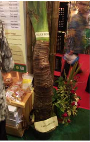 Intip Keunikan Talas Beneng, Si Umbi Raksasa Asal Pandeglang yang ...