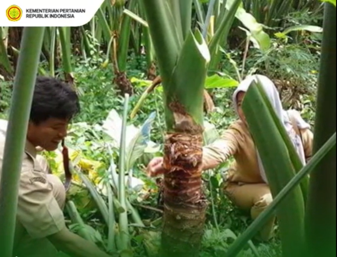 Intip Keunikan Talas Beneng, Si Umbi Raksasa Asal Pandeglang yang Mendunia