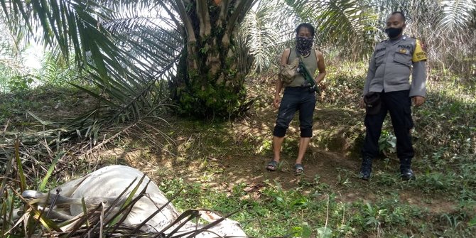 Lembu Betina Ditemukan Mati Diterkam Harimau di Perkebunan Sawit | merdeka.com