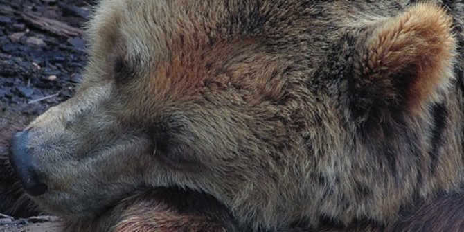 Hibernasi adalah Kondisi Penurunan Metabolisme pada Hewan, Berikut Selengkapnya | merdeka.com