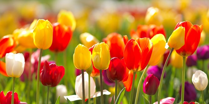 7 Macam Bunga Hias Paling Populer, Bisa Untuk Mempercantik Tampilan ...