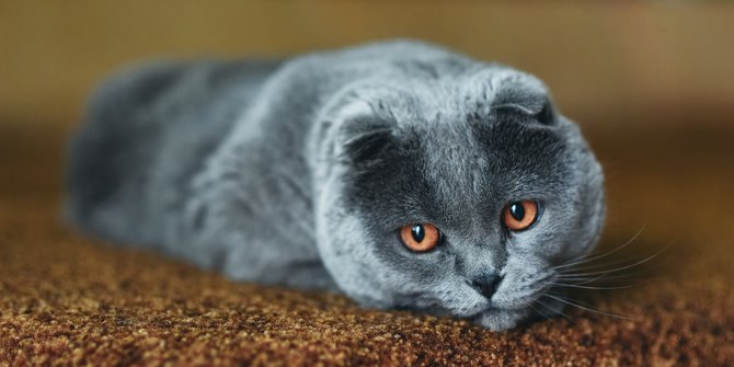 Diare Pada Kucing, Bagaimana Pertolongan Pertamanya di Rumah? | merdeka.com