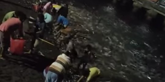 Warga Heboh Lihat Ribuan Ekor Ikan di Lembata Naik ke Daratan Warga Heboh Lihat Ribuan Ekor Ikan di Lembata Naik ke Daratan