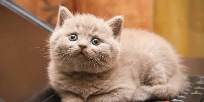Harga Makanan Kucing Berbagai Ukuran, Banyak Pilihan Varian | merdeka.com