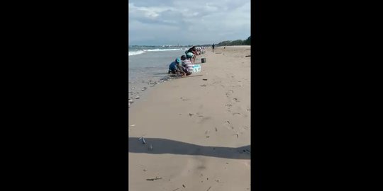 Fenomena Langka, Ribuan Ikan Sarden Terdampar di Pantai Muaya Bali ... Fenomena Langka, Ribuan Ikan Sarden Terdampar di Pantai Muaya Bali ...