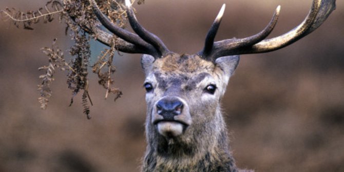 Mengunjungi Adaptif Park di Cilacap, Penangkaran Rusa Liar yang ...