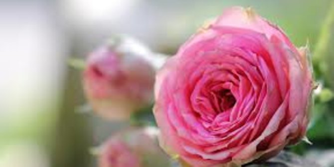 37 Kata-kata Mutiara Tentang Bunga yang Begitu Indah | merdeka.com