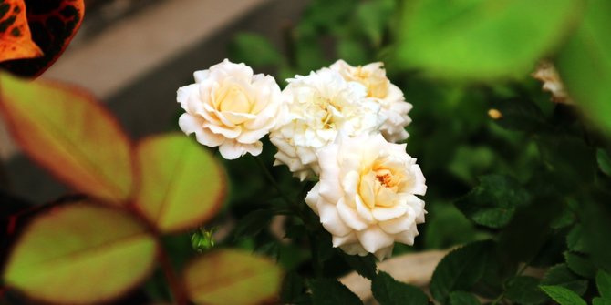 Tips dan Cara Menanam Mawar dengan Stek Batang | merdeka.com