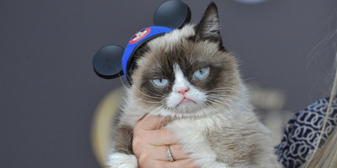 Mengingat Kembali Grumpy Cat, Kucing Lucu dengan Ekspresi Wajah yang ...