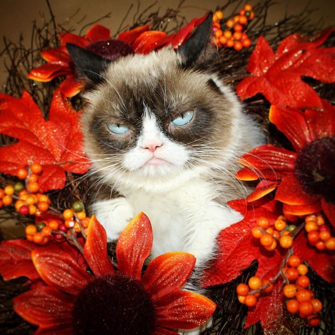 Mengingat Kembali Grumpy Cat, Kucing Lucu dengan Ekspresi Wajah yang Galak