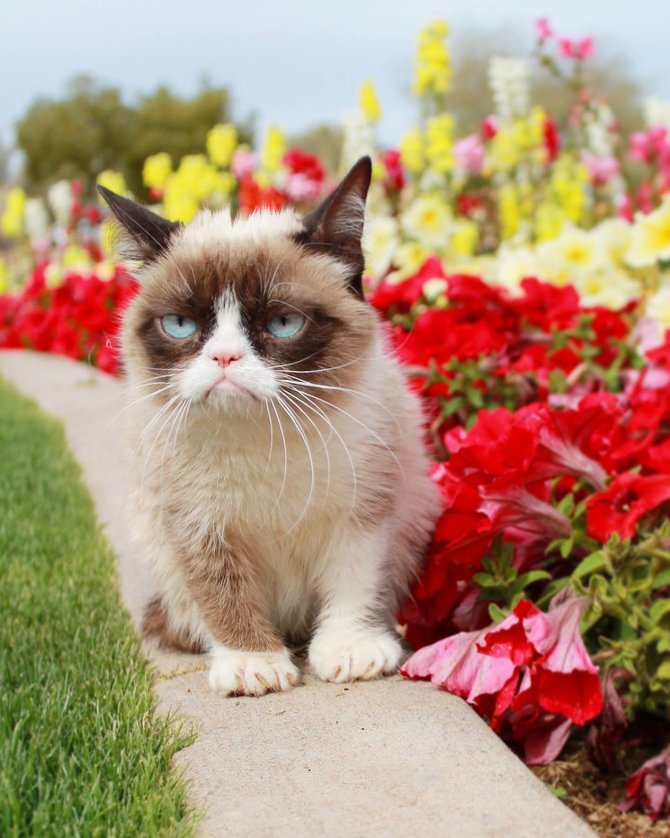 Mengingat Kembali Grumpy Cat, Kucing Lucu dengan Ekspresi Wajah yang ...