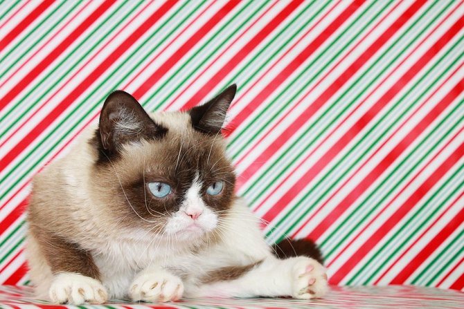 Mengingat Kembali Grumpy Cat, Kucing Lucu dengan Ekspresi Wajah yang Galak