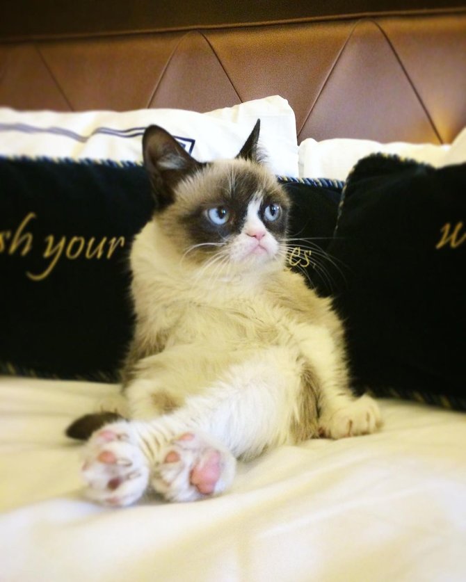 Mengingat Kembali Grumpy Cat, Kucing Lucu dengan Ekspresi Wajah yang Galak
