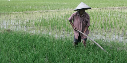 Asuransi Hindari Petani Ponorogo Rugi Akibat Gagal Panen | merdeka.com
