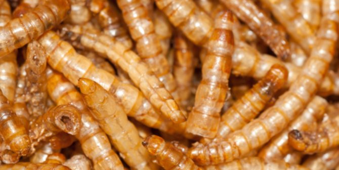 Warga Bekasi Ini Hasilkan Rp12 Juta per Bulan dari Maggot, Ini Kisah ...