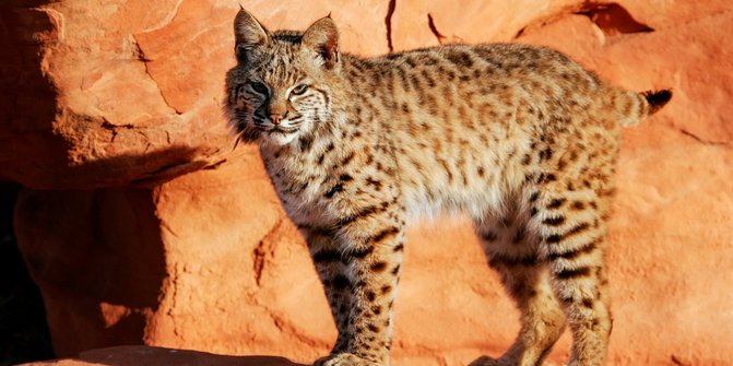 Bobcat, Kucing Hutan Penyendiri yang Jago Berburu | merdeka.com